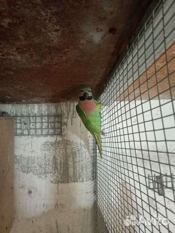 Вьетнамский розовогрудый попугай