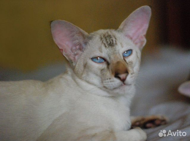 Прекрасный молодой котик