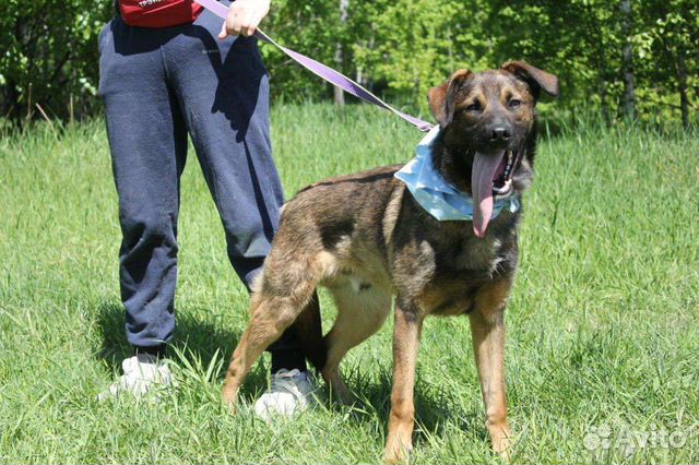 Пёс подросток Дружок ждёт вас