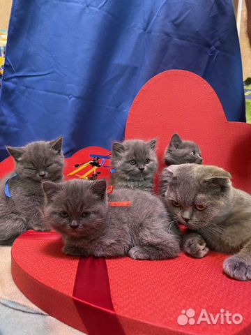 Шотландские котята