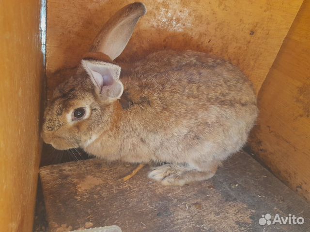 Кролики мясных пород