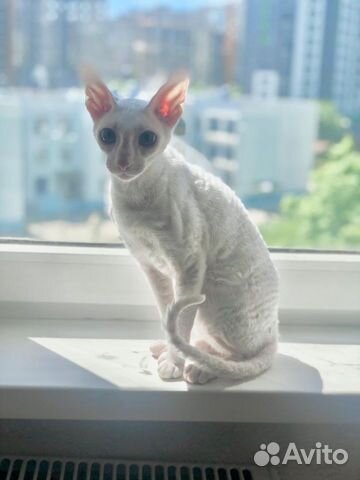 Корниш-рекс кошка