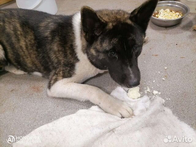 Щенки, помесь алабая акиты, (бронирование)