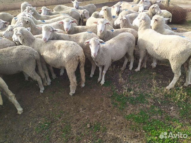 Баран валухи