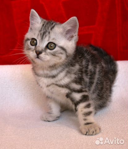 Четыре котика