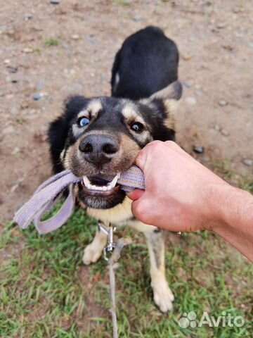 Отдам в добрые руки