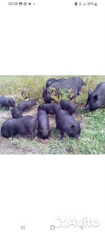 Вьетнамск вислобрюхий поросенок