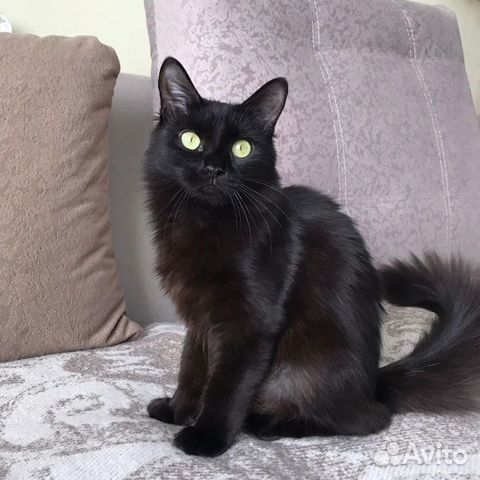 Котенок-подросток в добрые руки