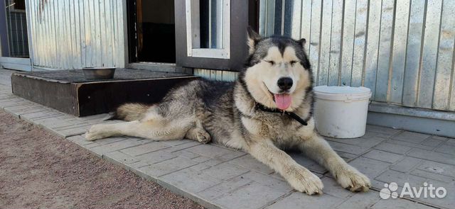 Маламут в добрые руки