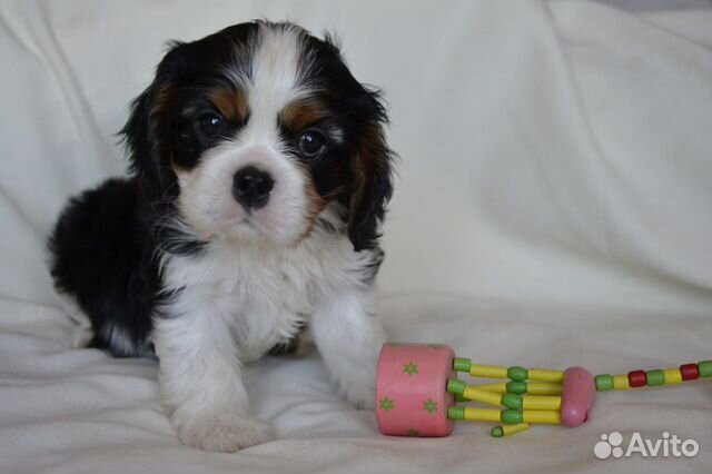 Кавалер кинг чарльз спаниель мальчик