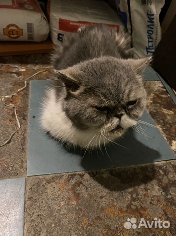 Котик на усыпление