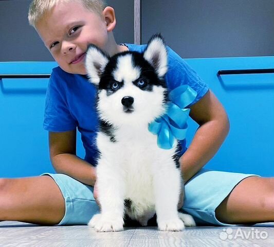 Хаски (Голубоглазые и Разноглазые) Красавцы