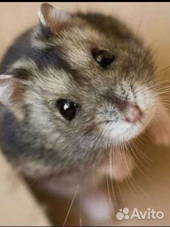 Джунгарский хомяк