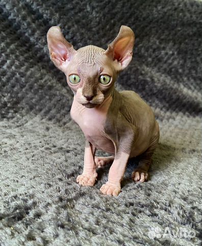 Канадский сфинкс (эльф)