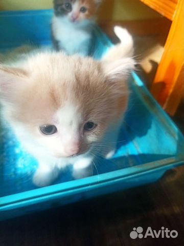 Британские вислоухие котята