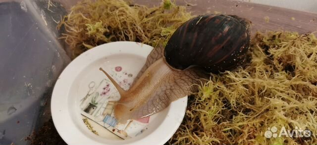 Улитки сухопутные