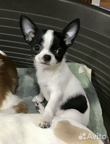 Чихуахуа мини micro РКФ