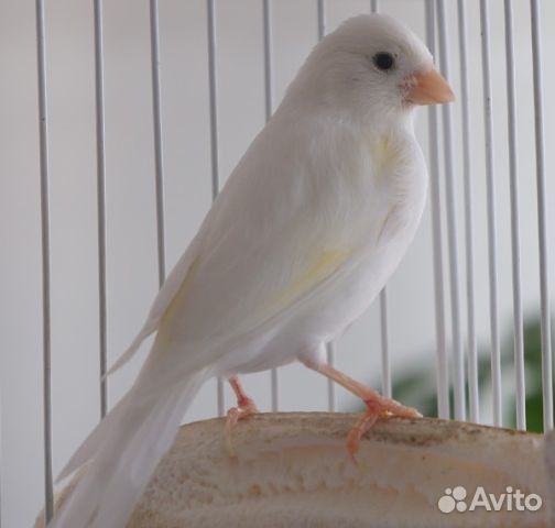 Канарейка