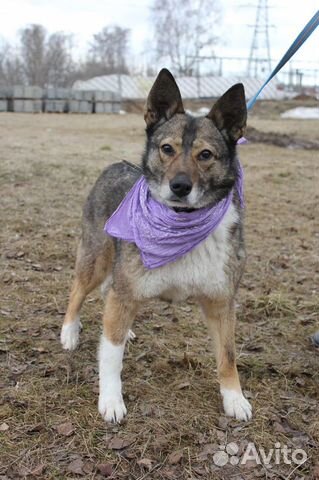 Собака Тома ищет семью