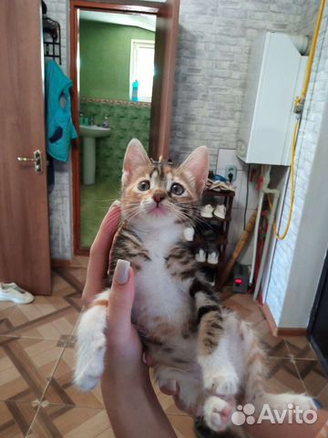 Кошечка в самые добрые руки