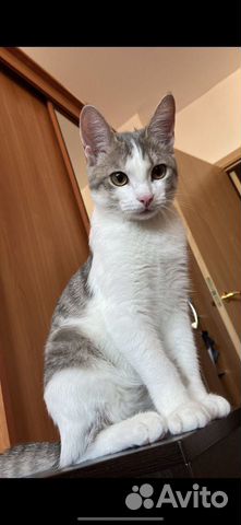 Отдам бесплатно животные кот