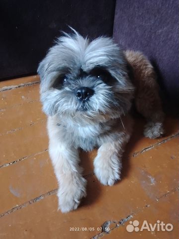 В добрые руки,потеряшка