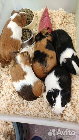 Морские свинки