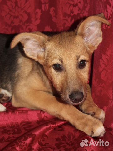 Мышка. У нее время до воскресенья