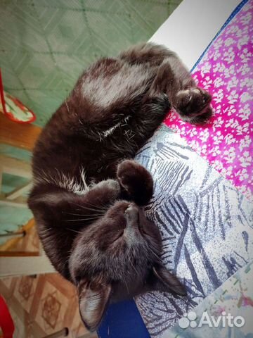 Котёнок (кошка)