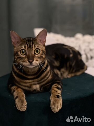 Бенгальская Кот Вязка