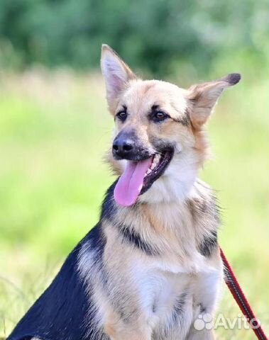 Красавица Джуля ищет дом