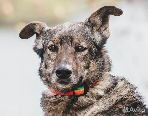 Активная собака Черри из приюта