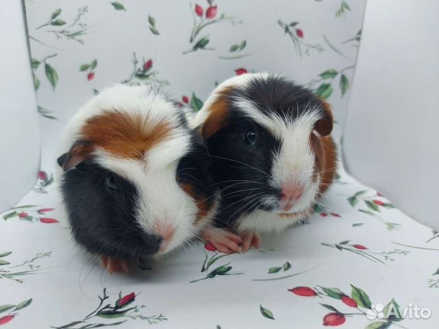 Морские свинки девочки
