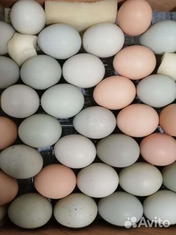 Куры и петухи