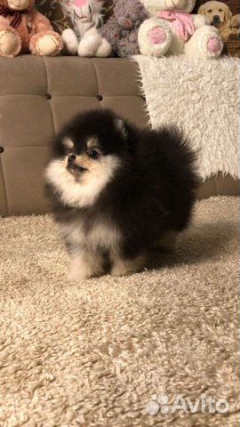 Чп парни померанского шпица