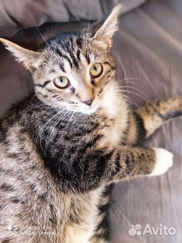 Котенок в добрые руки