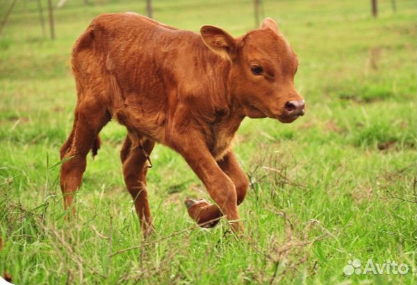Продам теленка ласкового, на будущую корову