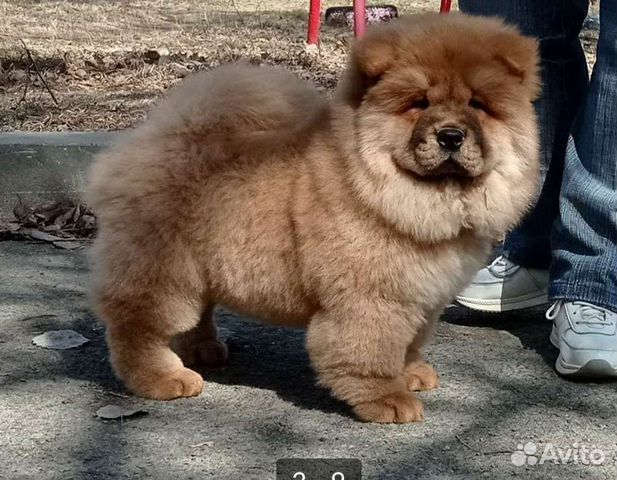 Продам щенка чау-чау