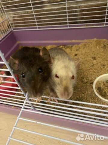 Продам крысок с клеткой