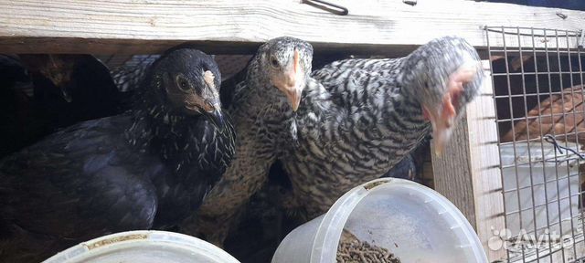 Курочка молодка