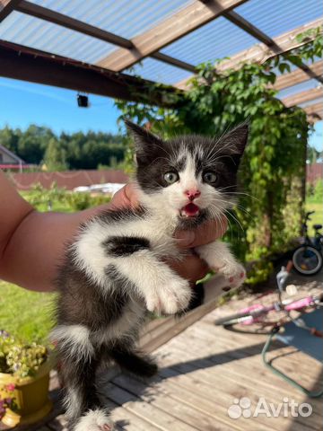 Котята бесплатно