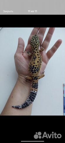 Эублефар самка