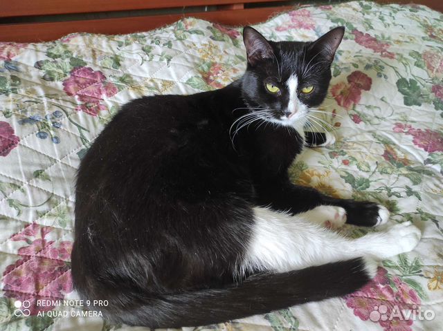 Кот в добрые руки, 1 год