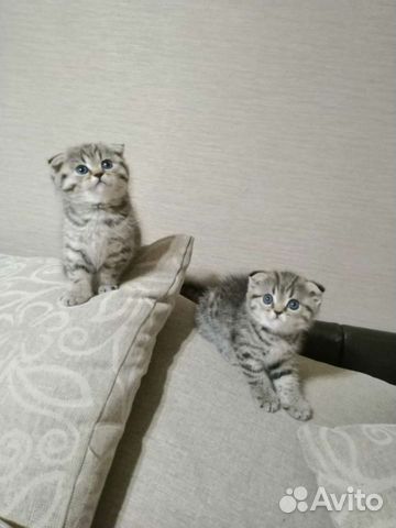 Мы, уютные кошечки-сестрички, ищем свой дом