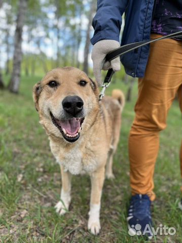 Собака в добрые руки. Булочка умница