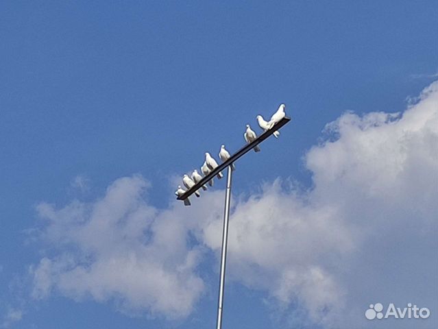 Голуби на свадьбу