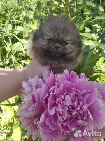 Мальчишка мими мишка