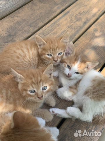 Резерв котят