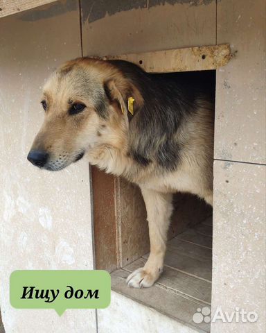 Собака Дружочек