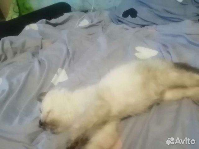 Сиамский котенок девочка бесплатно